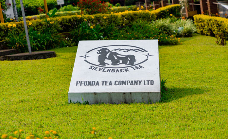 Pfunda – Silverback Tea