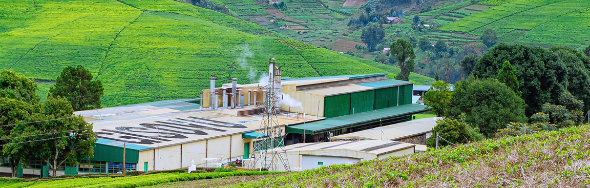 Gisovu – Silverback Tea
